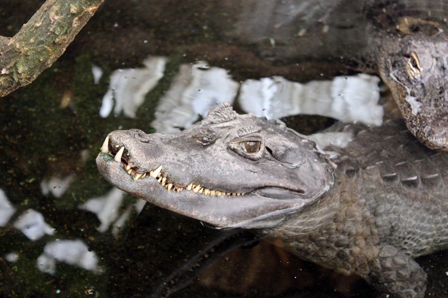 Colorado Gator Reptile Park, CO