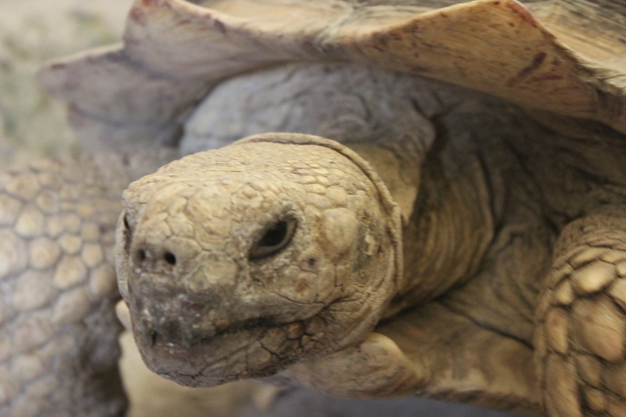 Colorado Gator Reptile Park, CO